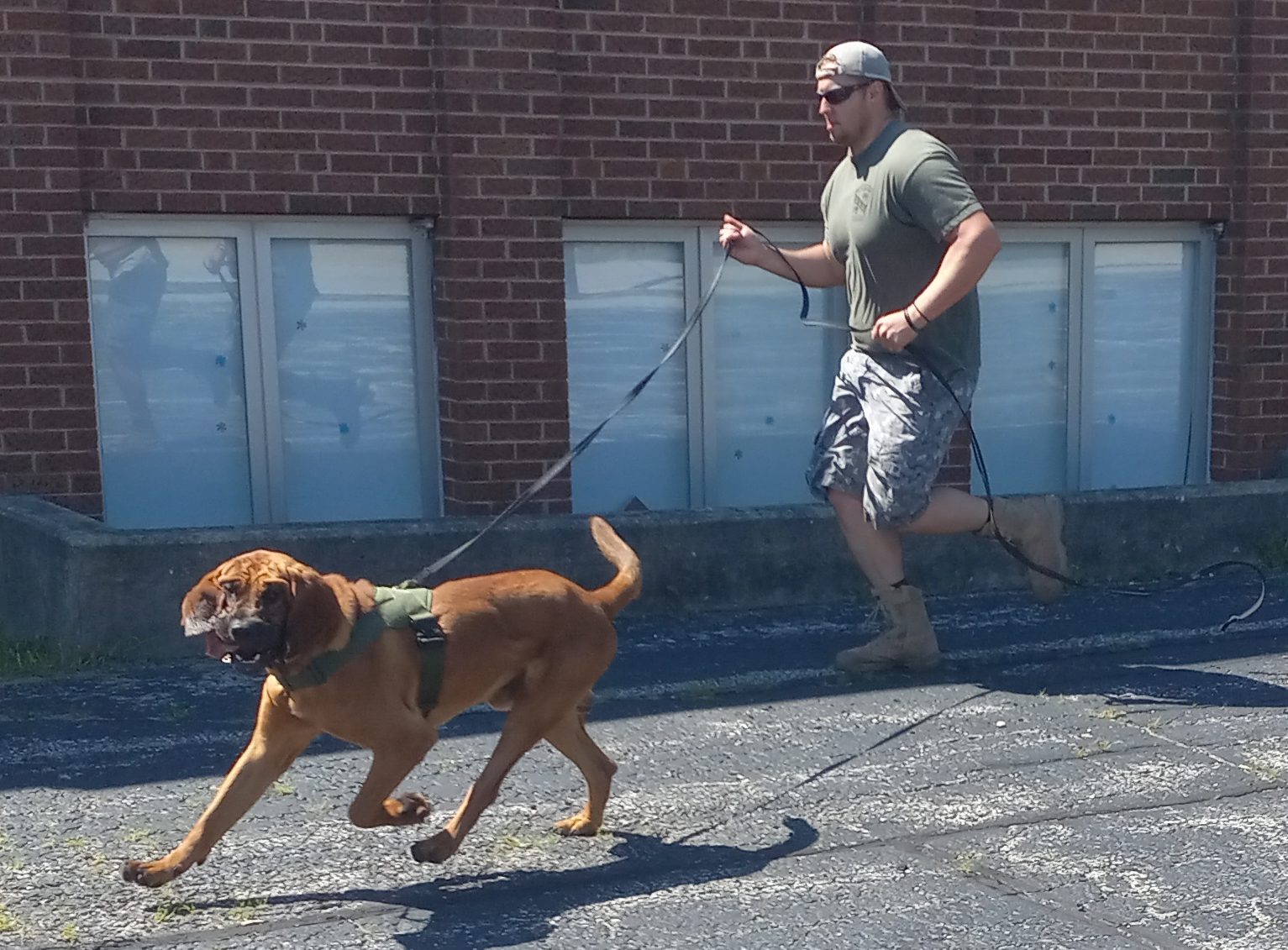 Welcome Bear: Mt Lebanon's new K-9 officer - Mt Lebanon Magazine