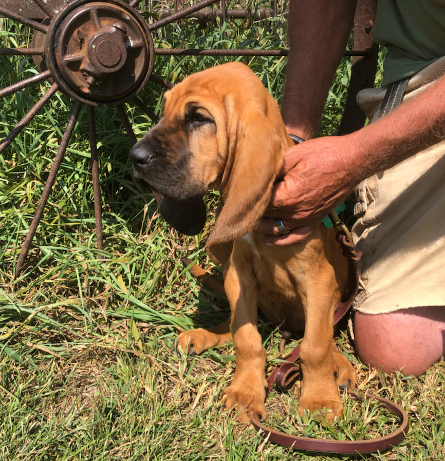 Welcome Bear: Mt Lebanon's new K-9 officer - Mt Lebanon Magazine