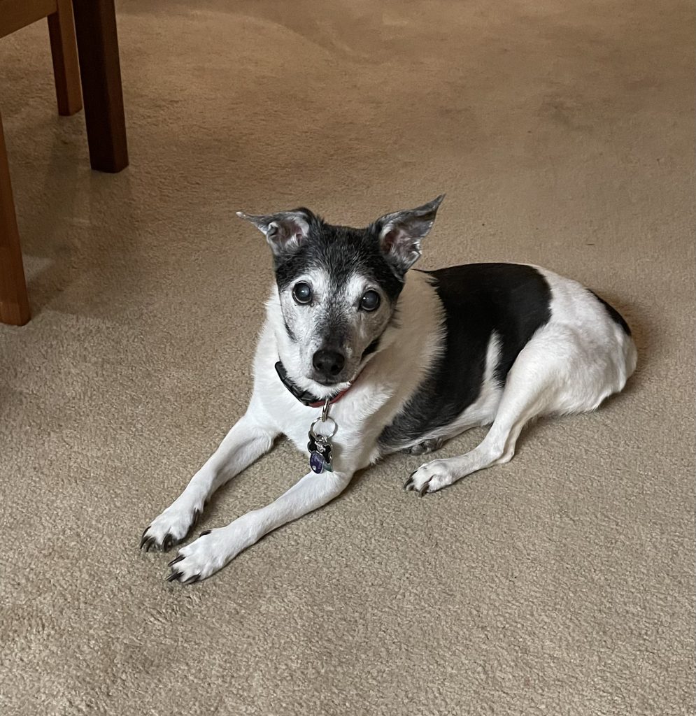 Welcome to life with a new puppy! - Mt Lebanon Magazine