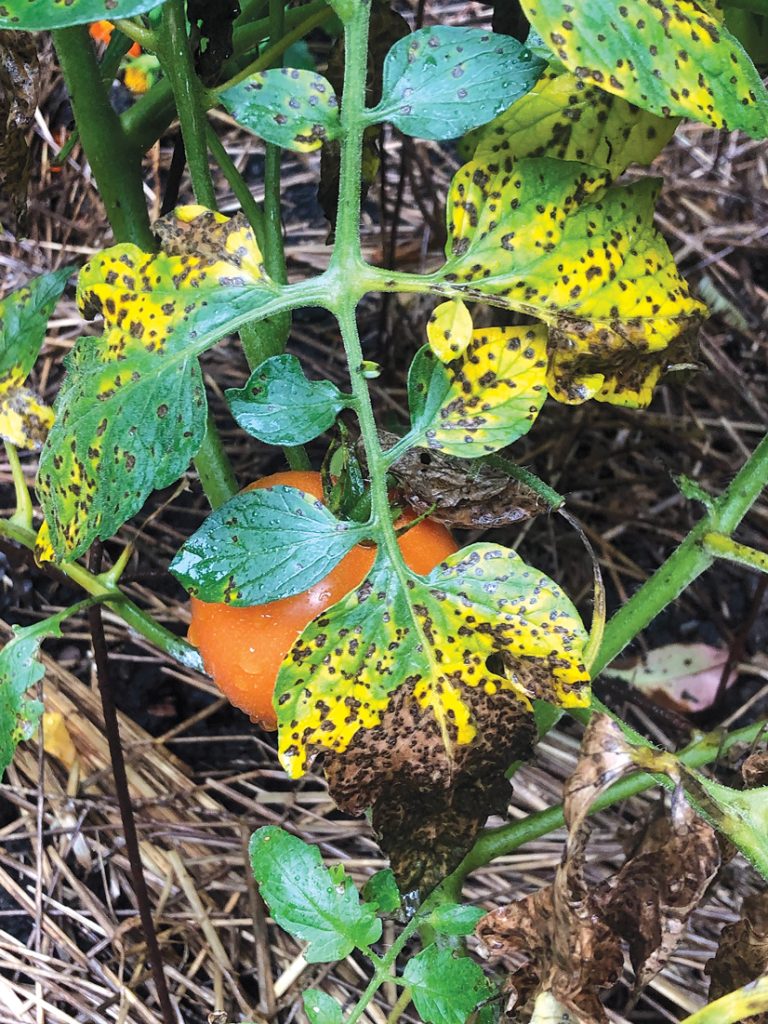 Growing Healthy Tomatoes - Mt Lebanon Magazine